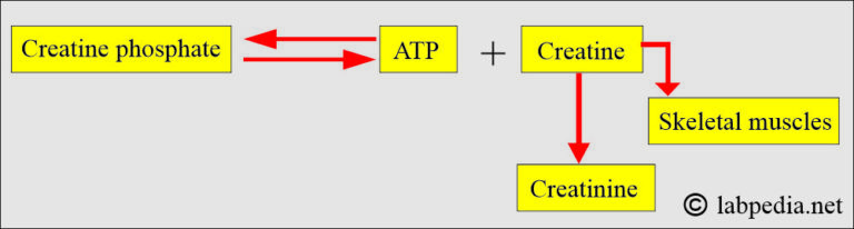 Creatinine (Serum Creatinine) - Labpedia.net