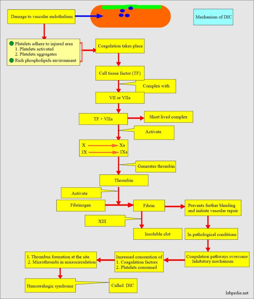 Disseminated Intravascular Coagulopathy (DIC), Diagnosis...