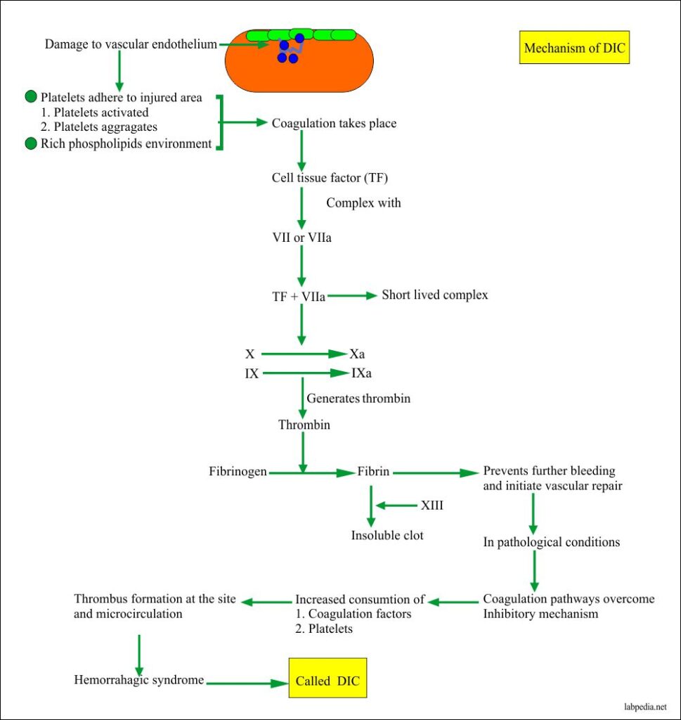 D-Dimer test, Fragment D-dimer, Diagnosis of Disseminated Intravascular ...