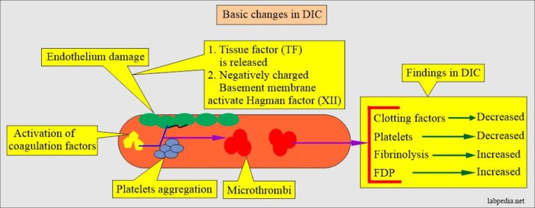 Hematology - Labpedia.net