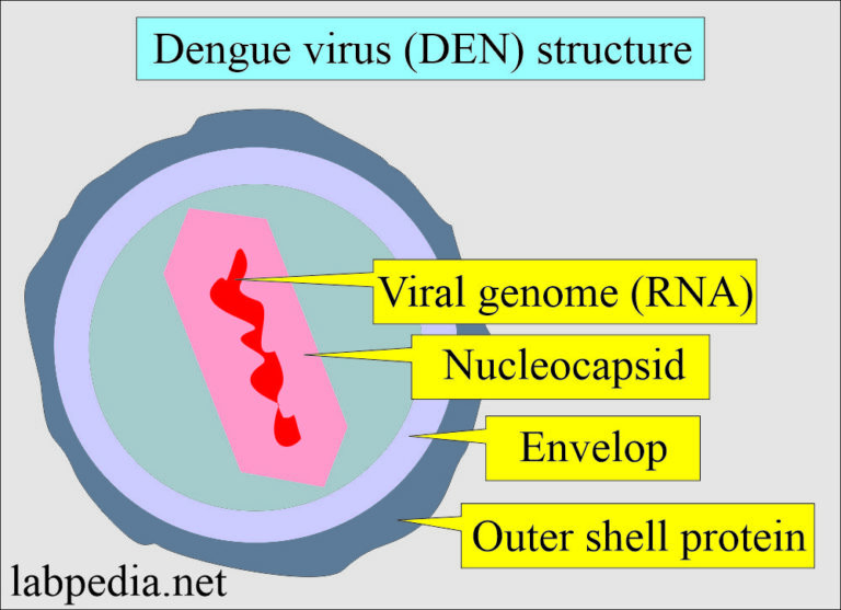 Dengue Fever, Dengue Hemorrhagic Fever - Labpedia.net