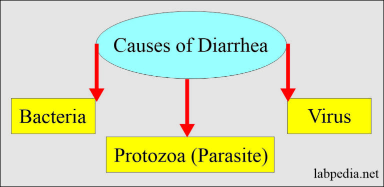 Diarrhea Causative agents and Diagnosis