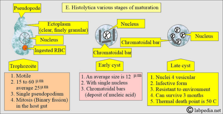 Entamoeba Histolytica, Life cycle, Amebiasis Diagnosis - Labpedia.net