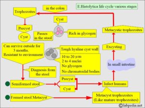 Entamoeba Histolytica, Life cycle, Amebiasis Diagnosis - Labpedia.net
