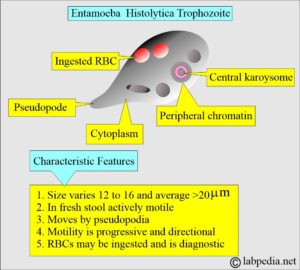 Entamoeba Histolytica, Life cycle, Amebiasis Diagnosis - Labpedia.net