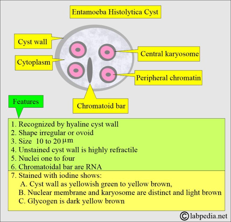 Entamoeba Histolytica, Life cycle, Amebiasis Diagnosis - Labpedia.net