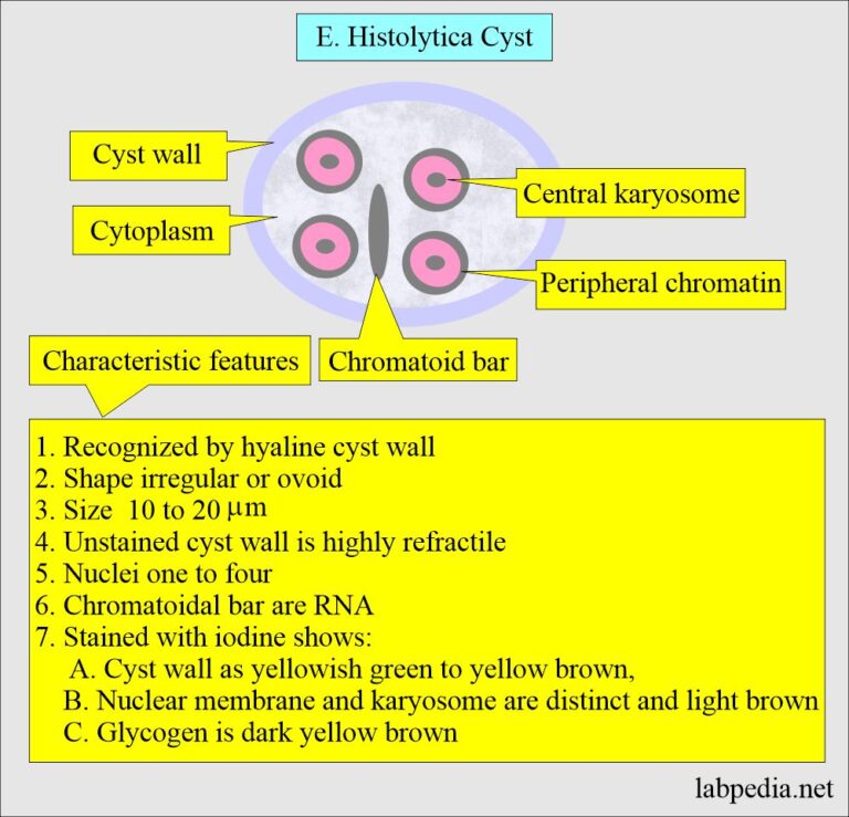 Parasitology:- Common Parasites Pictures - Labpedia.net