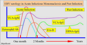 Epstein-Barr virus (EBV) and Infectious mononucleosis