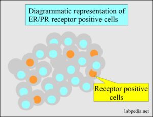 Estrogen/Progesterone Receptors (ER/PR Receptors) - Labpedia.net