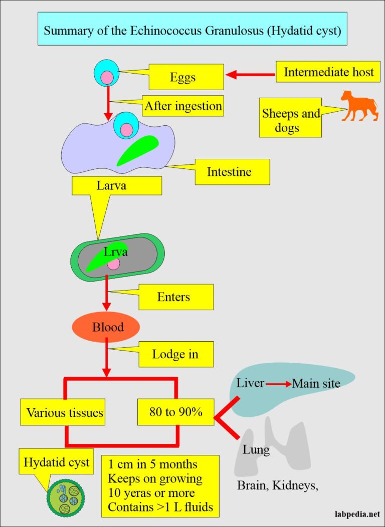 Echinococcus Granulosus (Hydatid cyst), and Hydatid disease