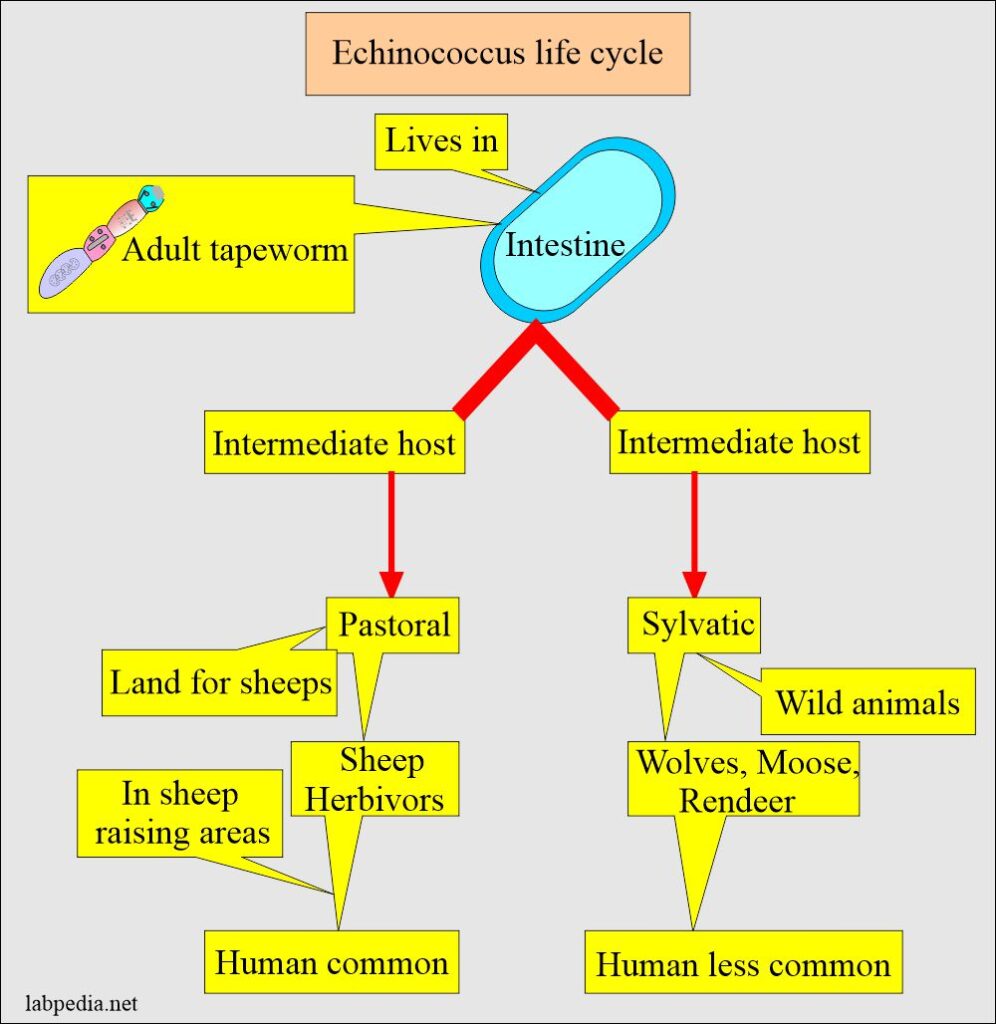 Echinococcus Granulosus (Hydatid cyst), and Hydatid disease