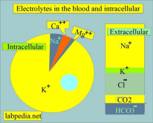 Electrolytes:- Part 3 - Electrolytes Panel - Labpedia.net