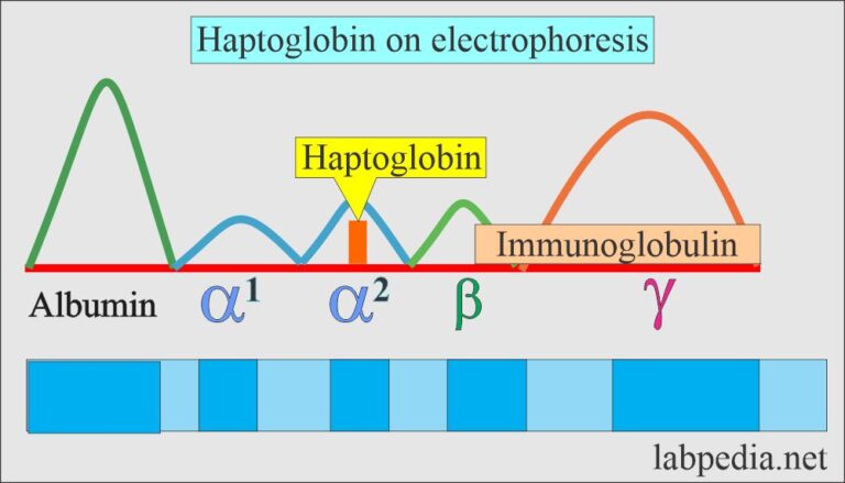 Haptoglobin (HP), Acute Phase Protein - Labpedia.net