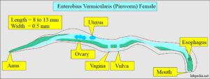 Parasitology:- Common Parasites Pictures - Labpedia.net