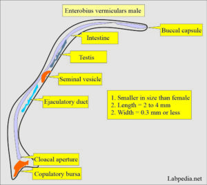 Enterobius Vermicularis (Pinworms), Diagnosis and Treatment