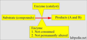 α-Hydroxybutyrate Dehydrogenase (HBDH) - Labpedia.net