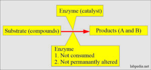 Enzymes:- Part 1 - Introduction of Enzymes - Labpedia.net