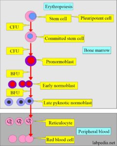 Red blood cell- part-1-Erythropoeisis, RBC counting procedure