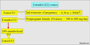 Estrogens = Estrone E1, Estradiol E2, Estriol E3 - Labpedia.net