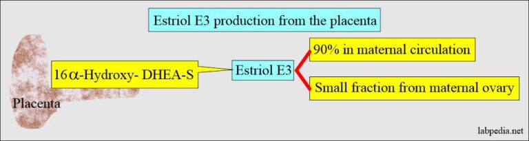 Estrogens = Estrone E1, Estradiol E2, Estriol E3 - Labpedia.net