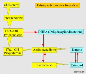 Estrogens = Estrone E1, Estradiol E2, Estriol E3 - Labpedia.net