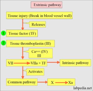 Coagulation:- part 1 - Blood Coagulation process, Coagulation factors ...
