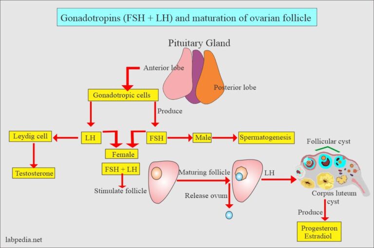 Luteinizing Hormone (LH), Lutropin - Labpedia.net