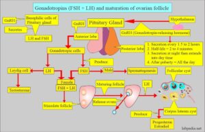 Luteinizing Hormone (LH), Lutropin - Labpedia.net
