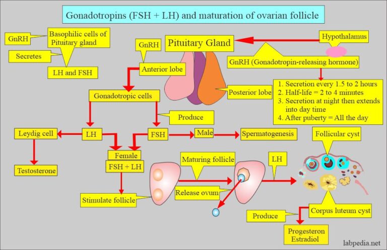 Luteinizing Hormone (LH), Lutropin - Labpedia.net