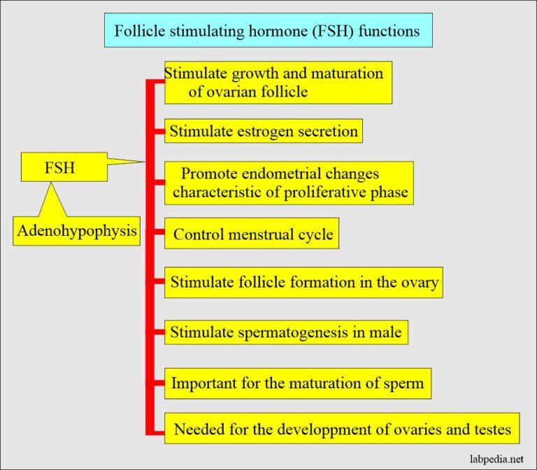 Follicle Stimulating Hormone (FSH), Follitropin - Labpedia.net