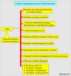 Follicle-Stimulating Hormone (FSH), Follitropin - Labpedia.net