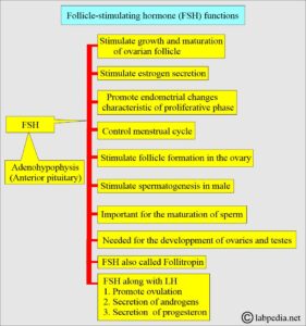 Follicle-Stimulating Hormone (FSH), Follitropin - Labpedia.net