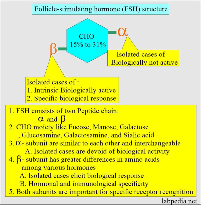 Follicle-Stimulating Hormone (FSH), Follitropin - Labpedia.net