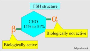 Follicle Stimulating Hormone (FSH), Follitropin - Labpedia.net
