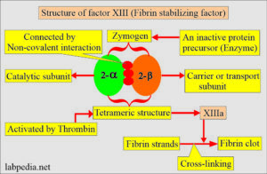 Factor XIII (fibrin stabilizing factor) - Labpedia.net
