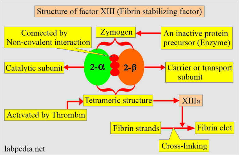 Factor XIII (fibrin stabilizing factor) - Labpedia.net