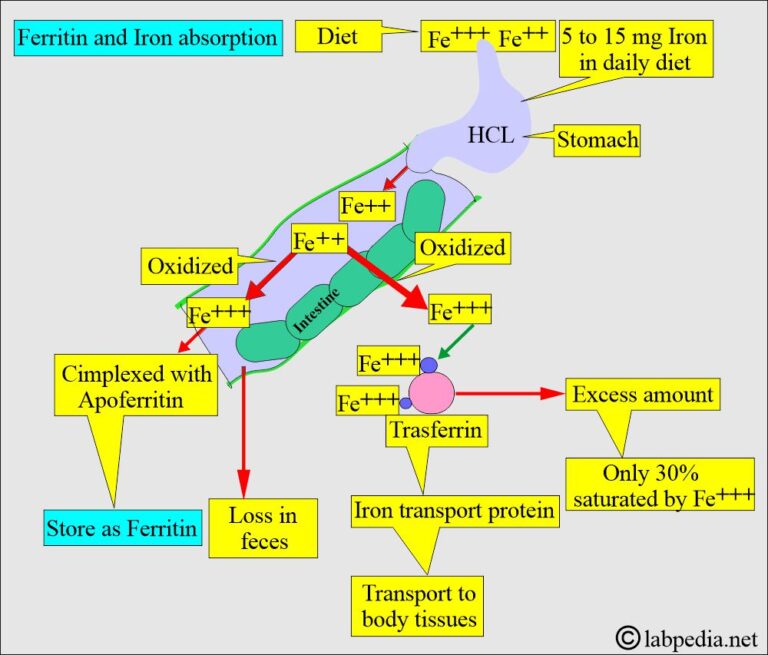 Ferritin (serum Ferritin Level) - Labpedia.net