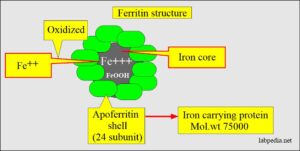 Ferritin (serum Ferritin Level) - Labpedia.net