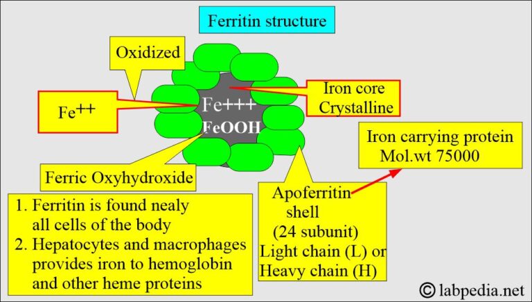 Ferritin (serum Ferritin Level) - Labpedia.net