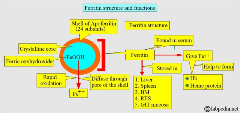 Ferritin (serum Ferritin Level) - Labpedia.net