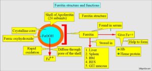 Ferritin (serum Ferritin Level) - Labpedia.net