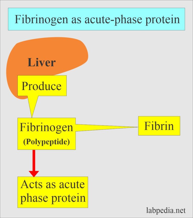 Fibrinogen (Factor I), Afibrinogenemia, Dysfibrogenemia - Labpedia.net