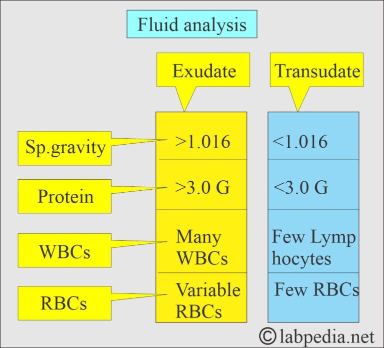 Fluid Analysis Part 4 Ascitic Fluid Abdominal Paracentesis
