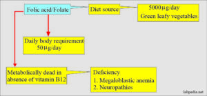 Folic Acid and Folate - Labpedia.net