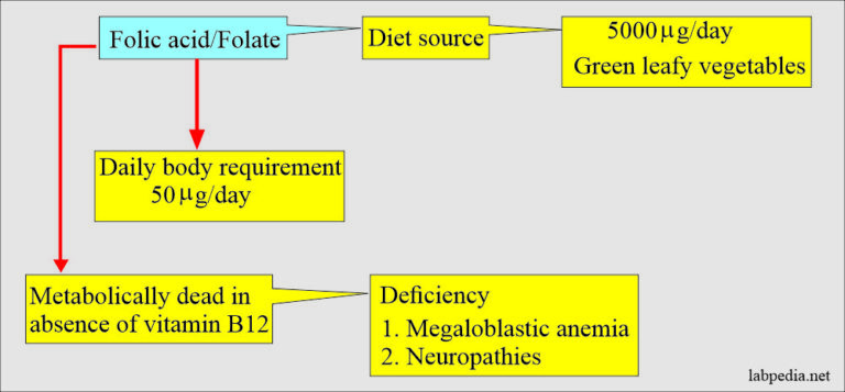 Folic Acid and Folate - Labpedia.net