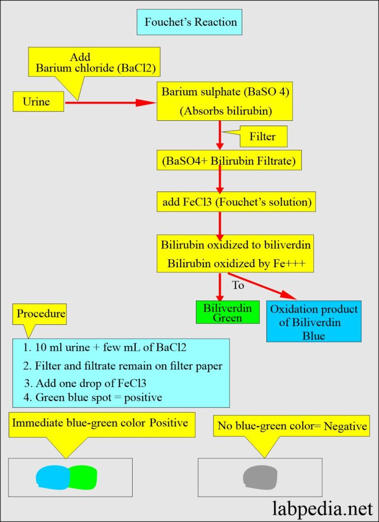 Urine Analysis:- Part 1 - Complete Urine Analysis Discussion - Labpedia.net