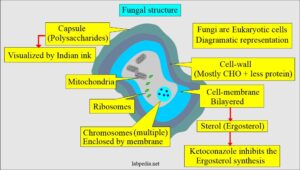 Fungal infections, Diagnosis and Treatment - Labpedia.net