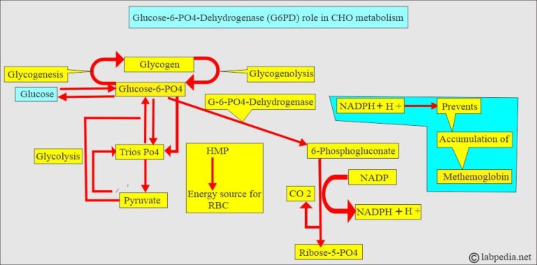 Glucose-6-phosphate Dehydrogenase deficiency (G6PD deficiency ...