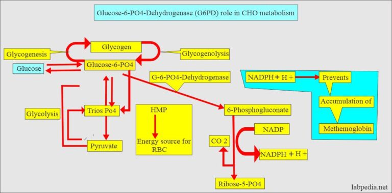 Glucose-6-phosphate Dehydrogenase deficiency (G6PD deficiency ...