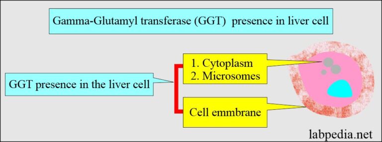 Gamma-glutamyl transferase (GGT), γ-Glutamyl Transpeptidase
